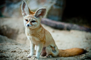 Vulpes. The Evolution of Foxes: Vulpes zerda the Fennec Fox