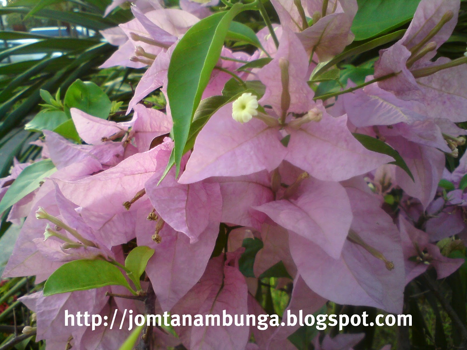 Jom Tanam Bunga: Tips Tanam & Jaga Bunga Kertas (Bougainvillea)
