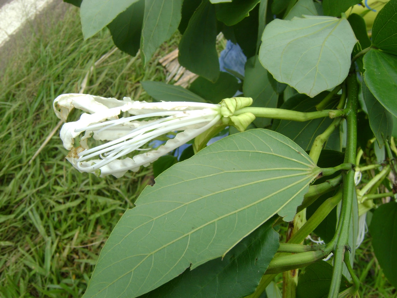 Fabaceae - Leguminosae no Brasil: Fabaceae - Bauhinia forficata Link