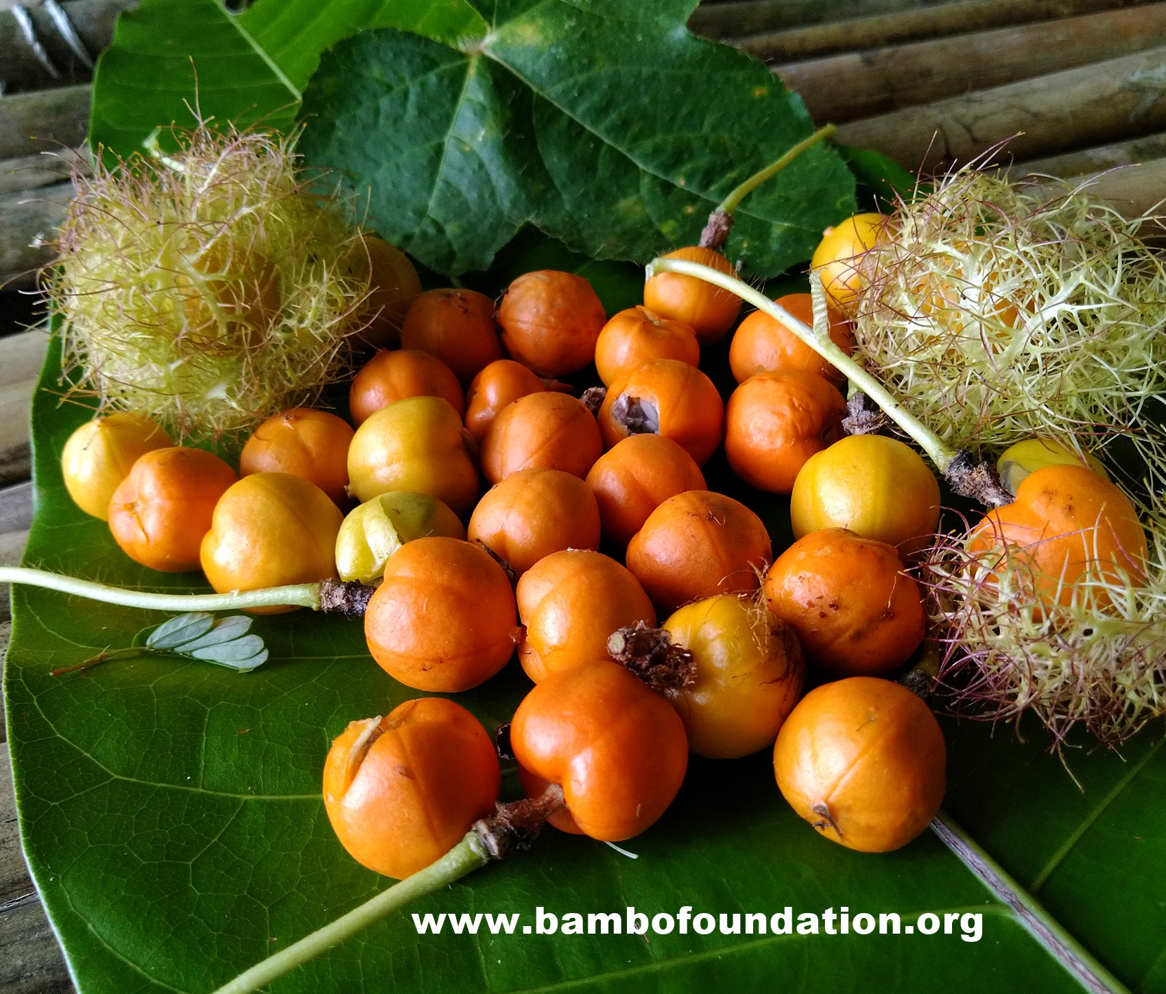 Rambusa buah liar yang berkhasiat ~ Bambo Foundation