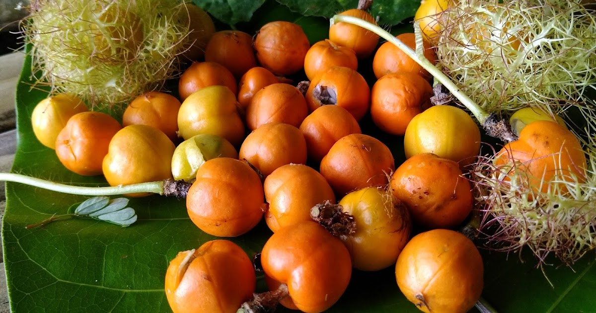 Rambusa buah liar yang berkhasiat ~ Bambo Foundation