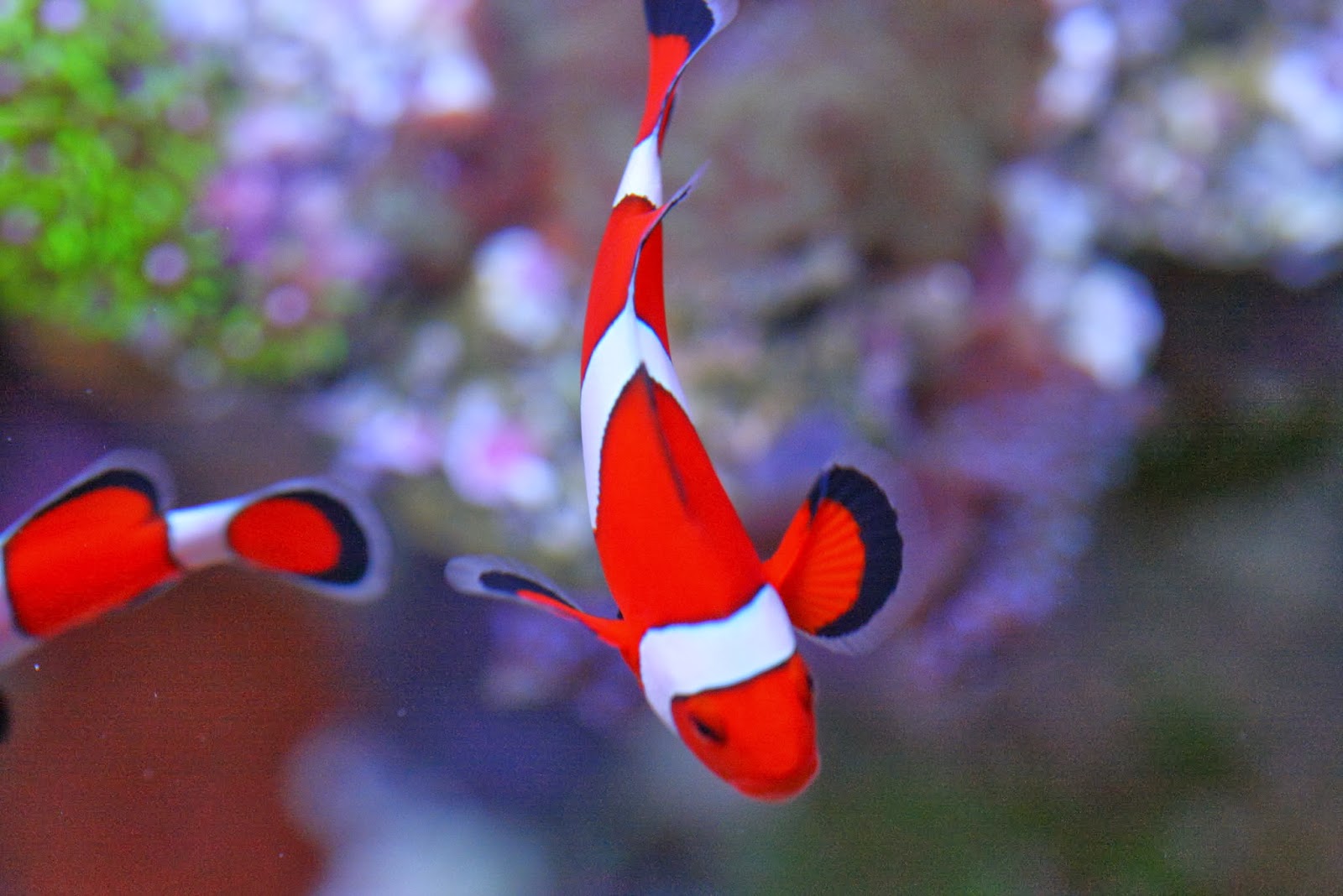 Nano Fish: Small Size, BIG Personalities - Marine Depot Blog