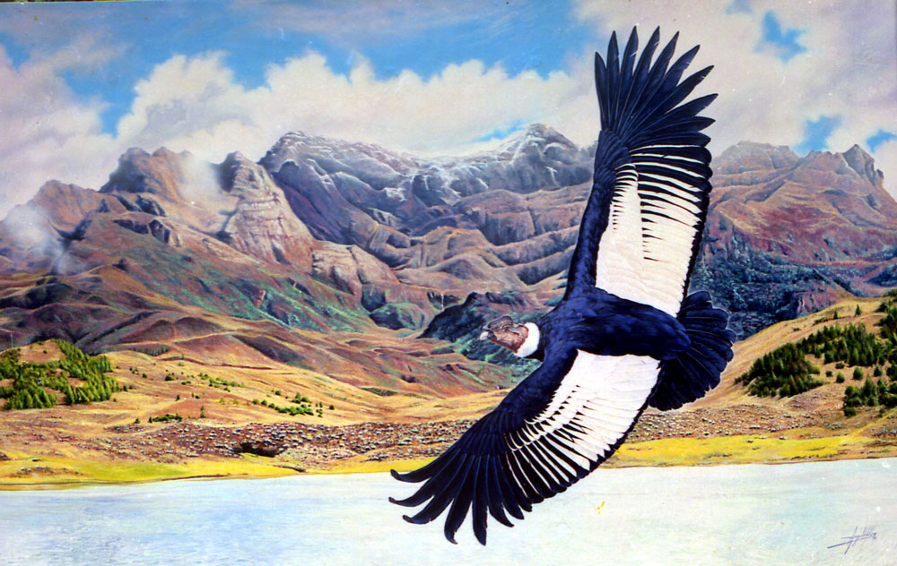 El Águila real y el Cóndor de Los Andes en Los Andes de Mérida, Venezuela.