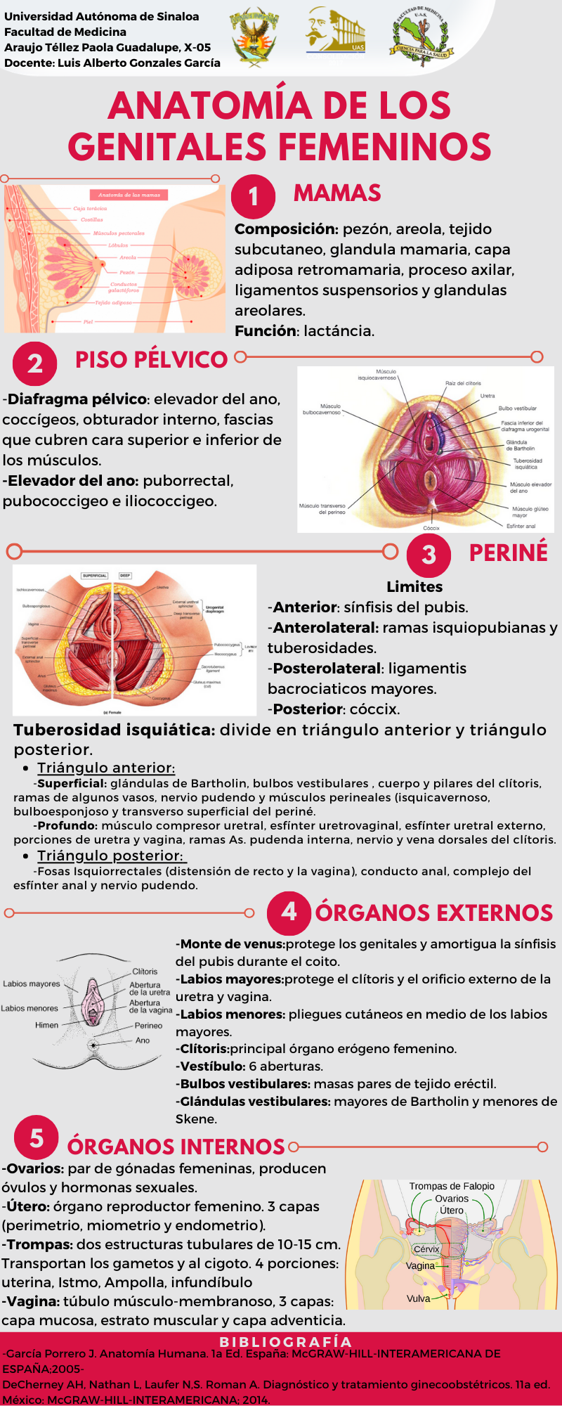 Anatomía de los genitales femeninos