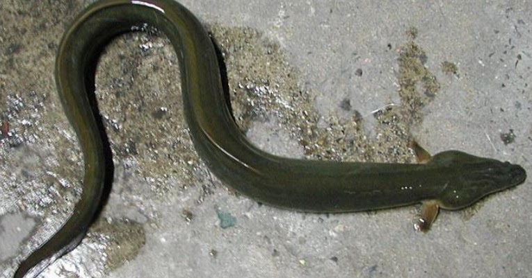 Ikan Sidat (Anguilla Bicolor); Klasifikasi, Morfologi, Habitat Dll ...