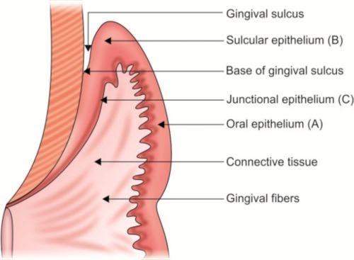 Gingival Connective Tissue (2)