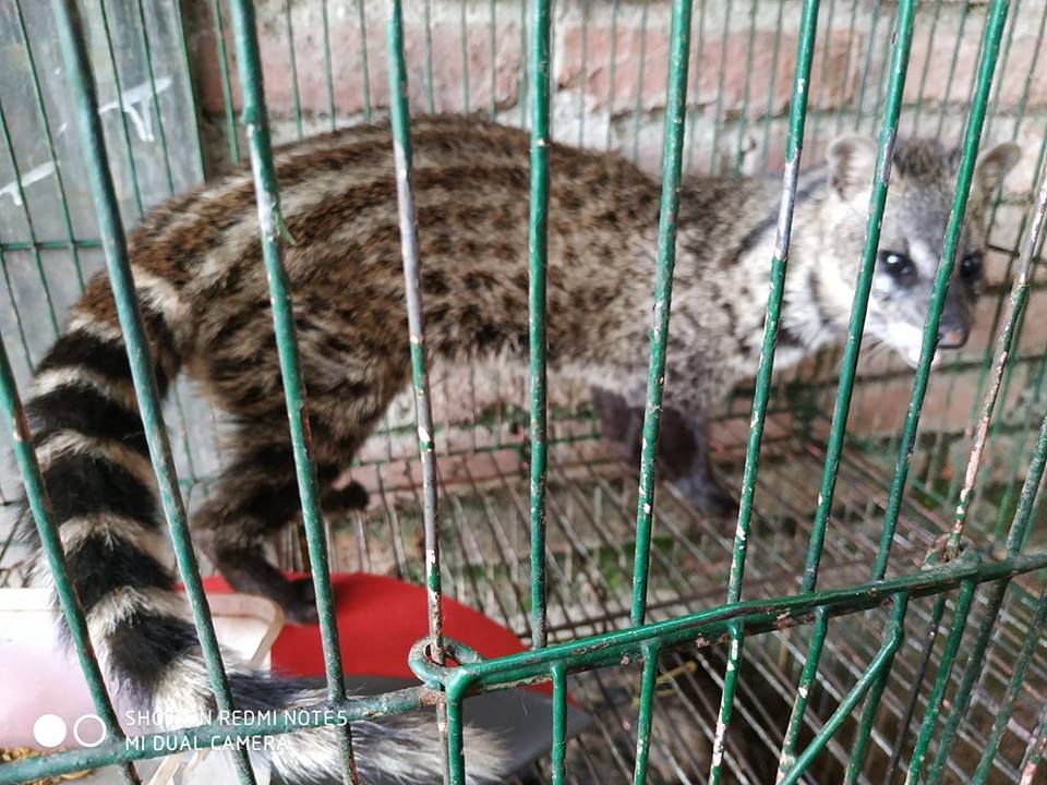Musang Rase, Ciri-Ciri, Siklus Hidup dan Karakternya - IDNFARMERS