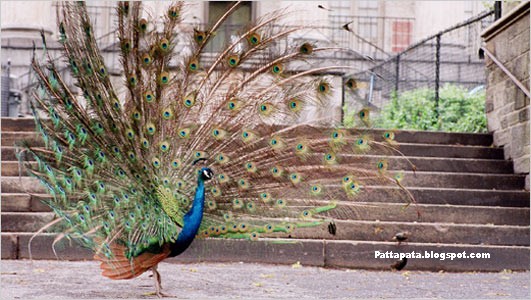 Pictures....පින්තූර : Animal....සත්තු