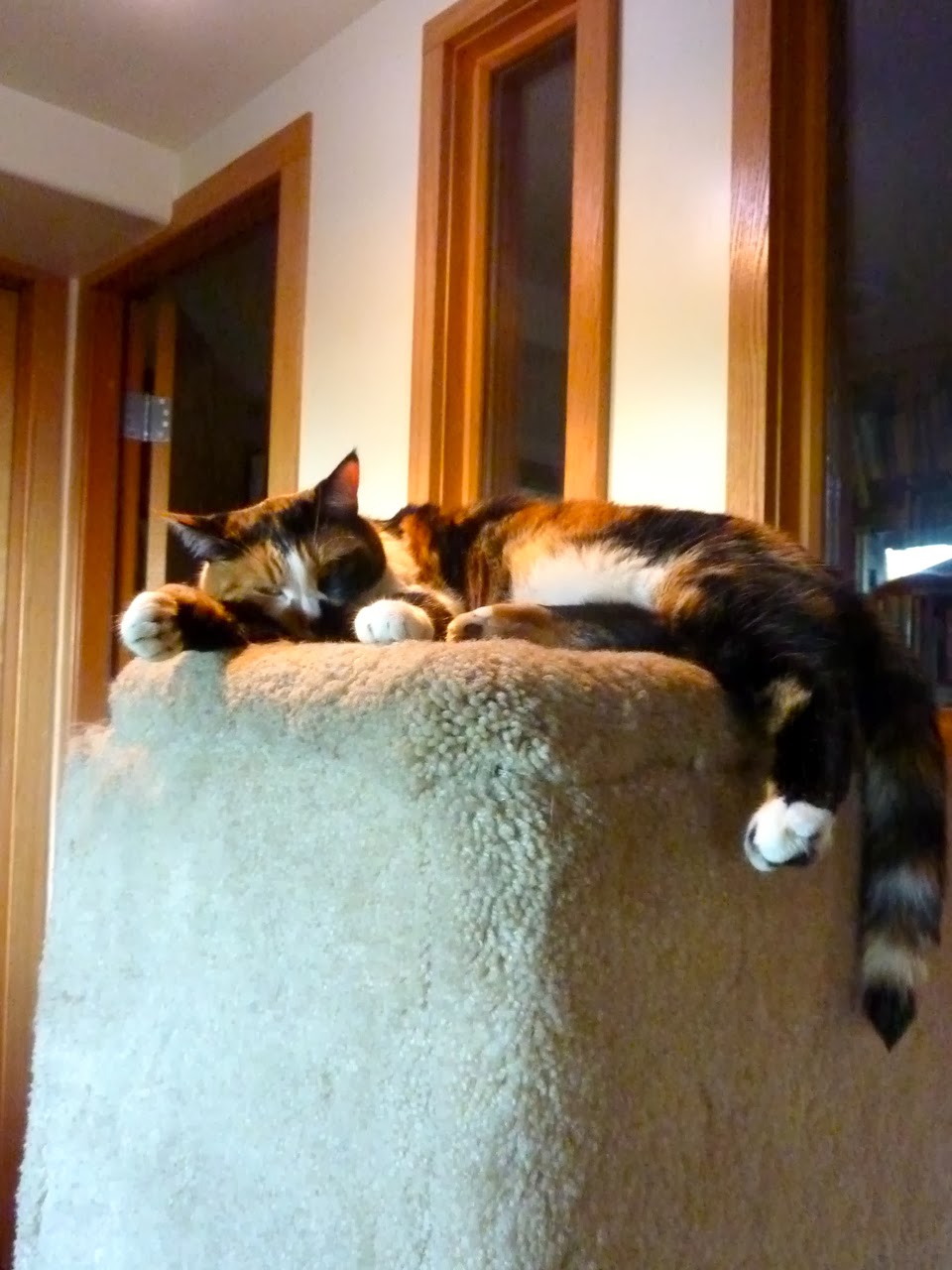 Me and My Green Bin: Cat Pyramid