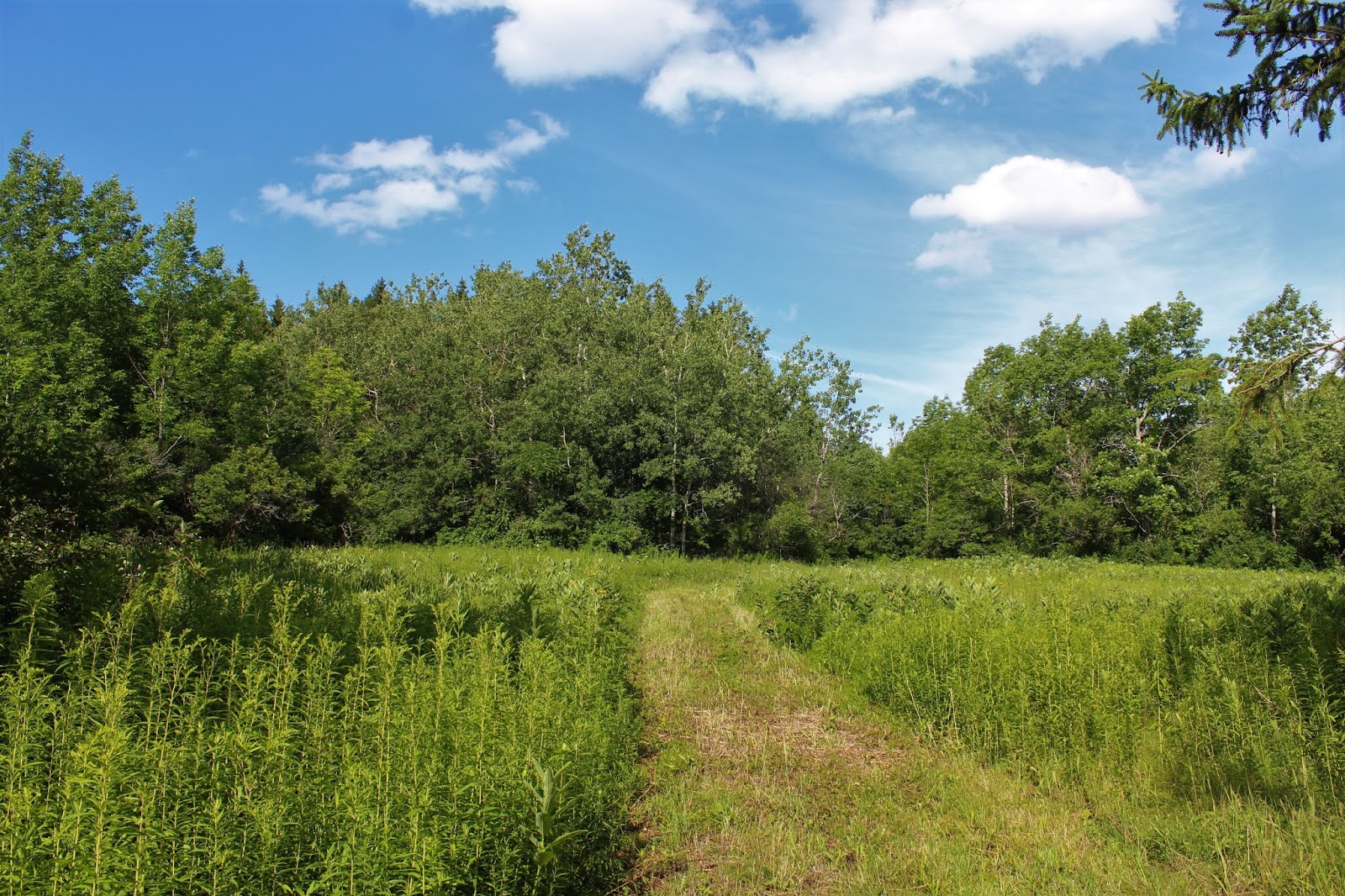 Walking Man 24 7: Partridge Run WMA(Berne-Helderbergs, Albany County)