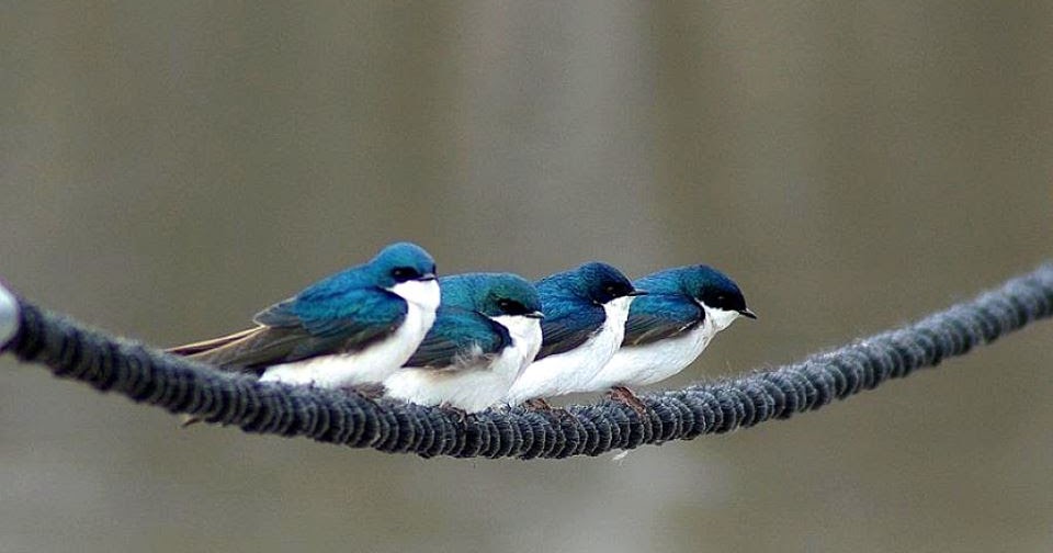 Hella Heaven: The four birds