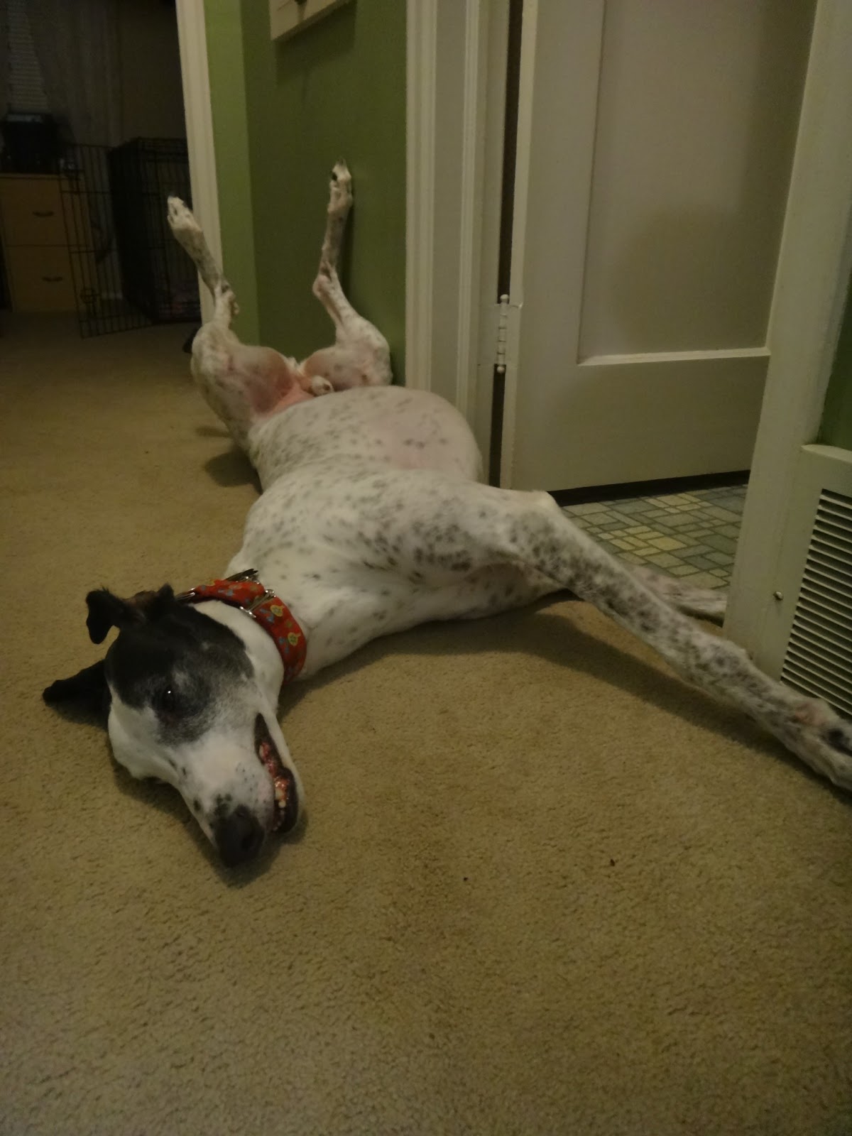 Northern Lights Greyhound Adoption Dog Blog: NLGA Photo Roundup ...