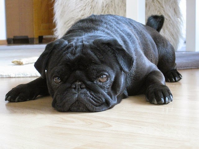 Dogs We Luv!: Pugs - Wrinkly, Pudgy Bundles of Joy!