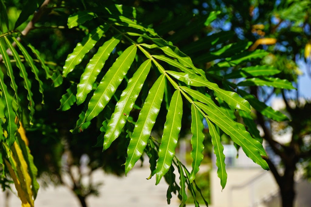 Flora de Puerto Rico Ilustrada Papo Vives: SAPINDACEAE FELICIUM ...