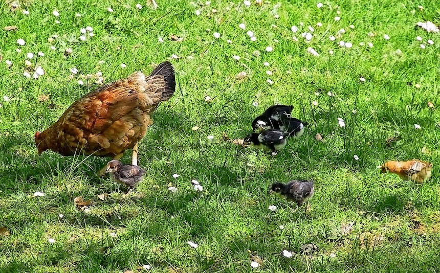 Living the life in Saint-Aignan: Barnyard birds in the Dordogne