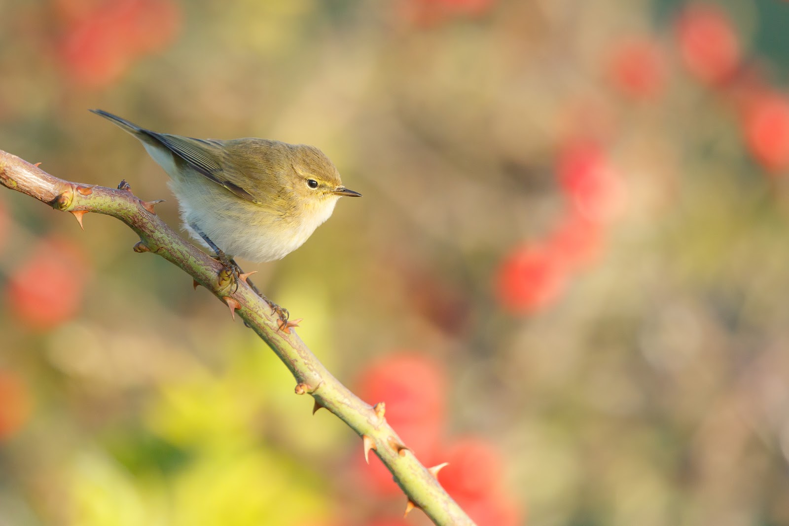 Nikos Fokas Photopraphy Blog