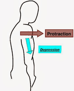 Scapular protraction and retraction? - Instruction & Academy - GolfWRX