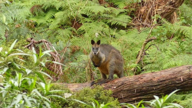 BOONOORONG: The elusive Arboreal Wallaby : rediscovered?