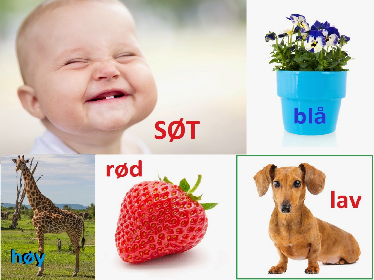 Adjektiv - Norsksonen