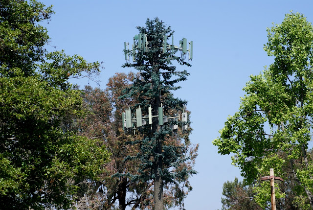 A photo, A thought............: Observation: Stealth cellphone towers