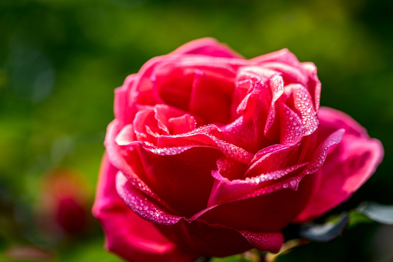 11 flower landscape photography tips，50pictures, come to see my tips ...