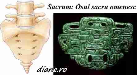 Sacrumul: Osul sacru din corpul uman - diane.ro