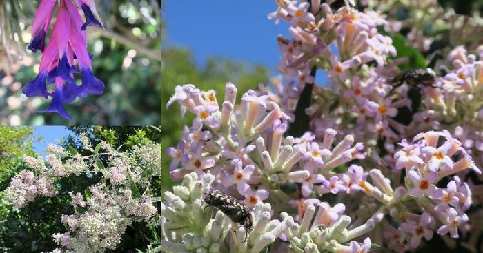 Elephant's Eye on False Bay