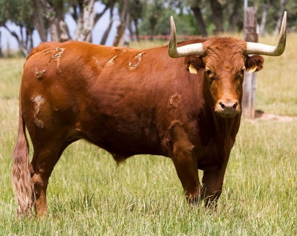 A LOS TOROS: LAS CASTAS EN LOS TOROS por ADIEL ARMANDO BOLIO