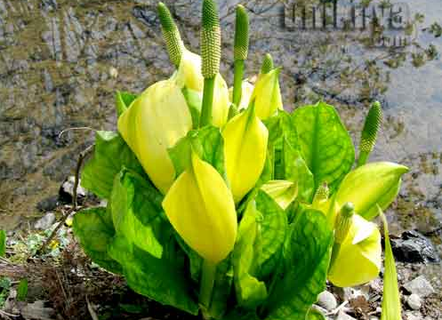 5 Tanaman “bau busuk” Selain Bunga Rafflesia | Juru Kunci