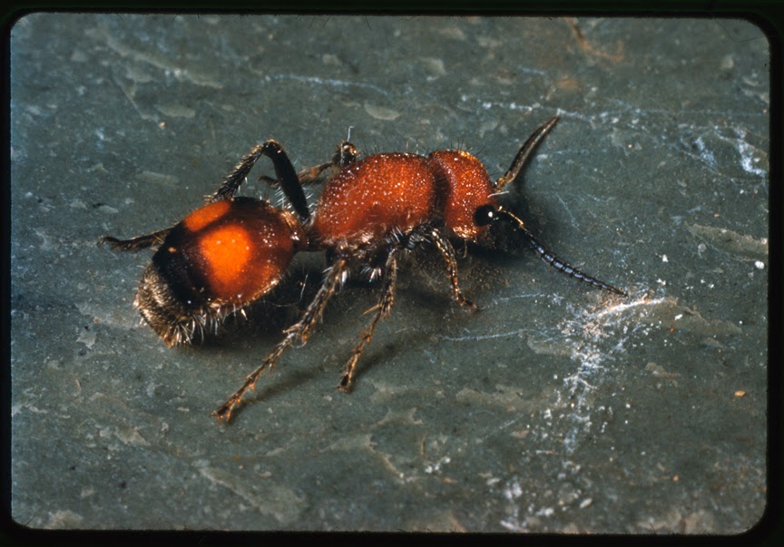 honey bee and wasp: Mutillid Wasp