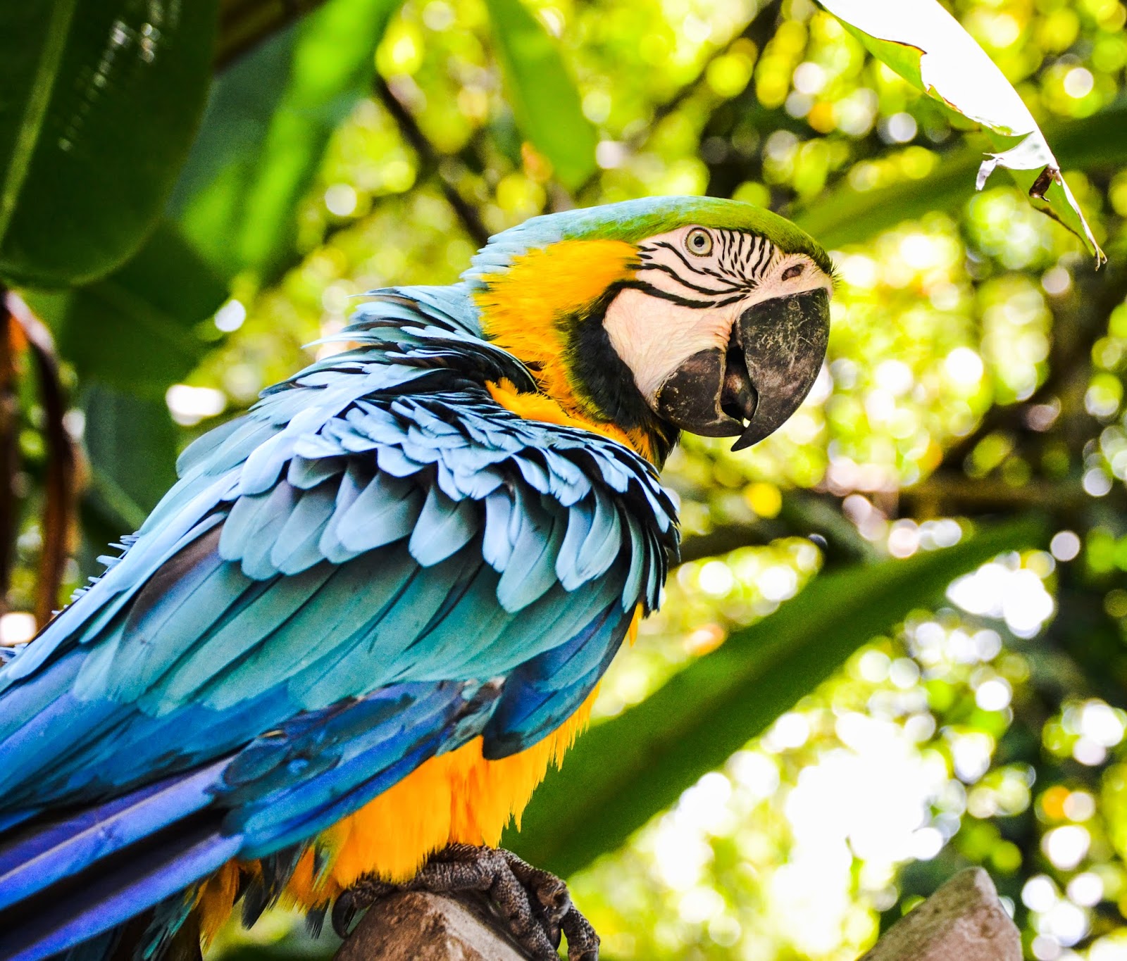 The Cuckoo's Nest: Birds of Bali