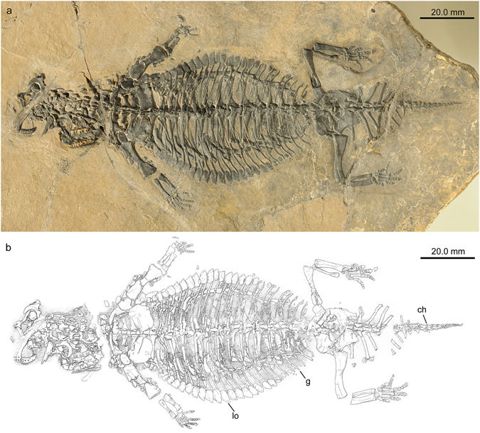 Waxing Paleontological: The Saurosphargid That Wasn't