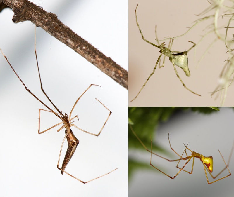 Species New to Science: [Arachnida • 2018] Repeated Diversification of ...