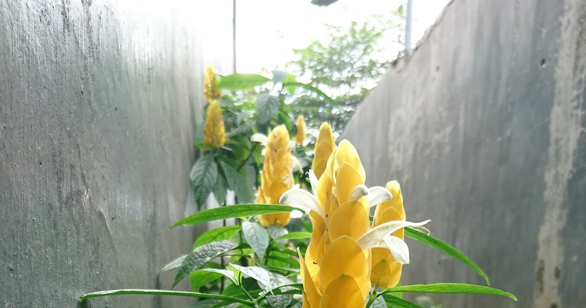 bunga lilin si emas penuh manfaat - Ragam Indonesia