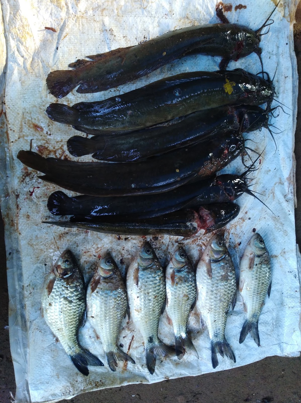 Naadan Mushi Fish From Sreekandapuram