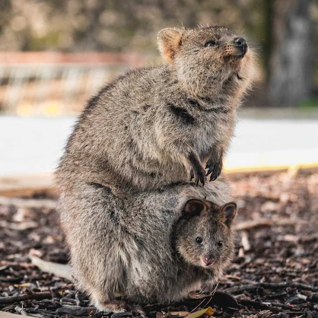 ANIMALS TIME : The 10 best quokkas pics (las 10 mejores fotos de quokkas)