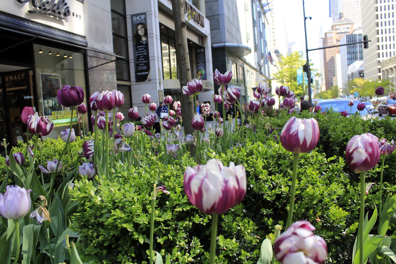 figs flowers food: STREET FLOWERS OF CHICAGO