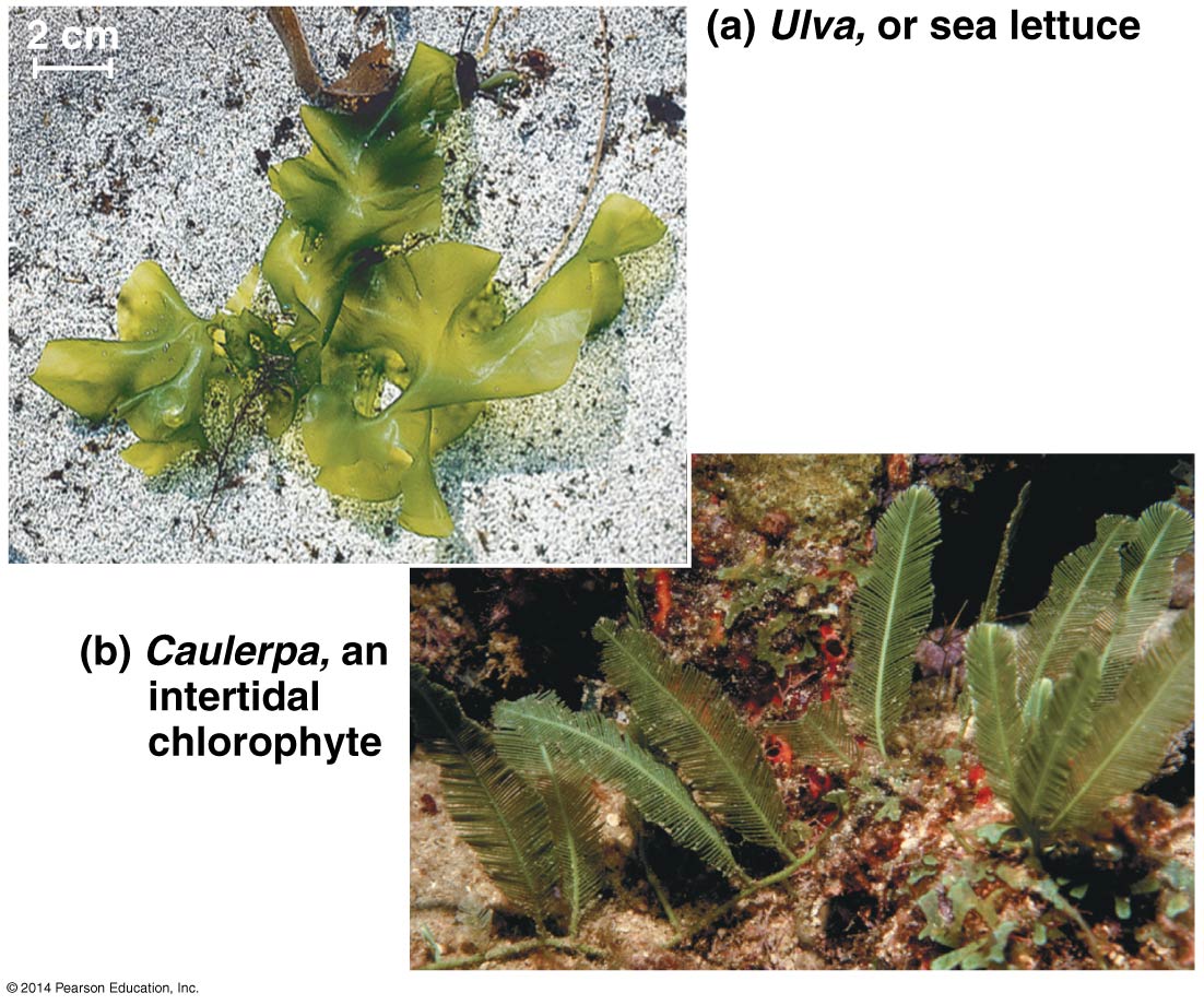 Liberate Your Ideas!: What are Algae?