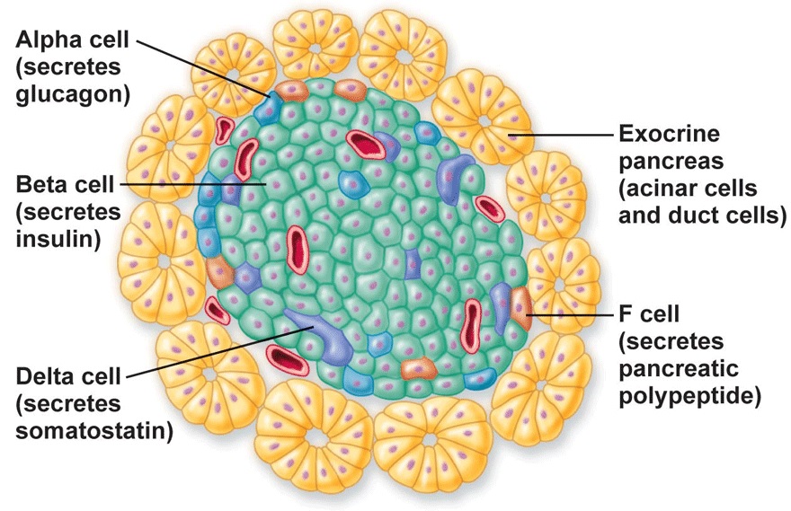 PANCREAS - Biology Page