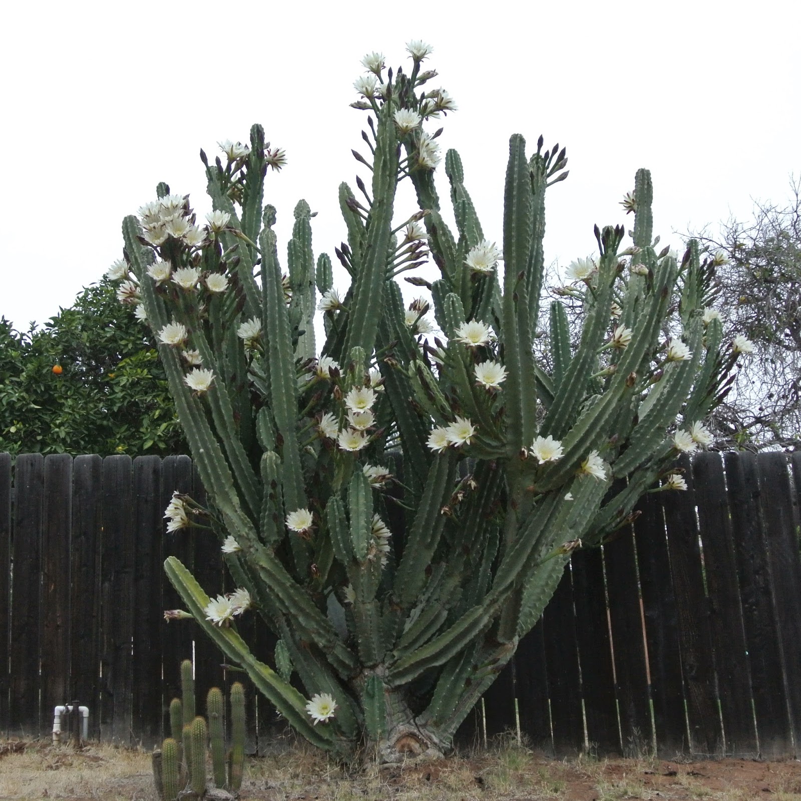 Mandacaru - Cereus jamacaru