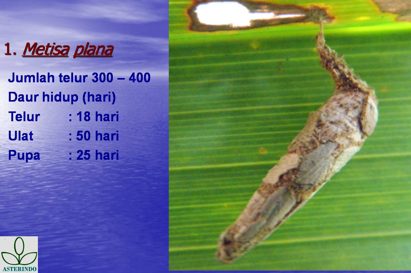 PANDUAN PENGENDALIAN ORGANISME PENGGANGGU TANAMAN (OPT) KELAPA SAWIT ...