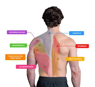 Ronnie Coleman's Best Exercise for Back Muscles