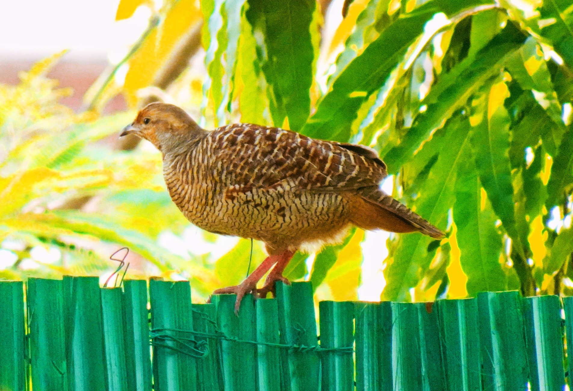 Partridge Interesting Facts In In partridge-interesting-facts-in-in
