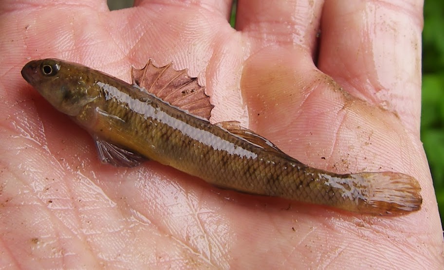 Ben Cantrell's fish species blog: Johnny darter