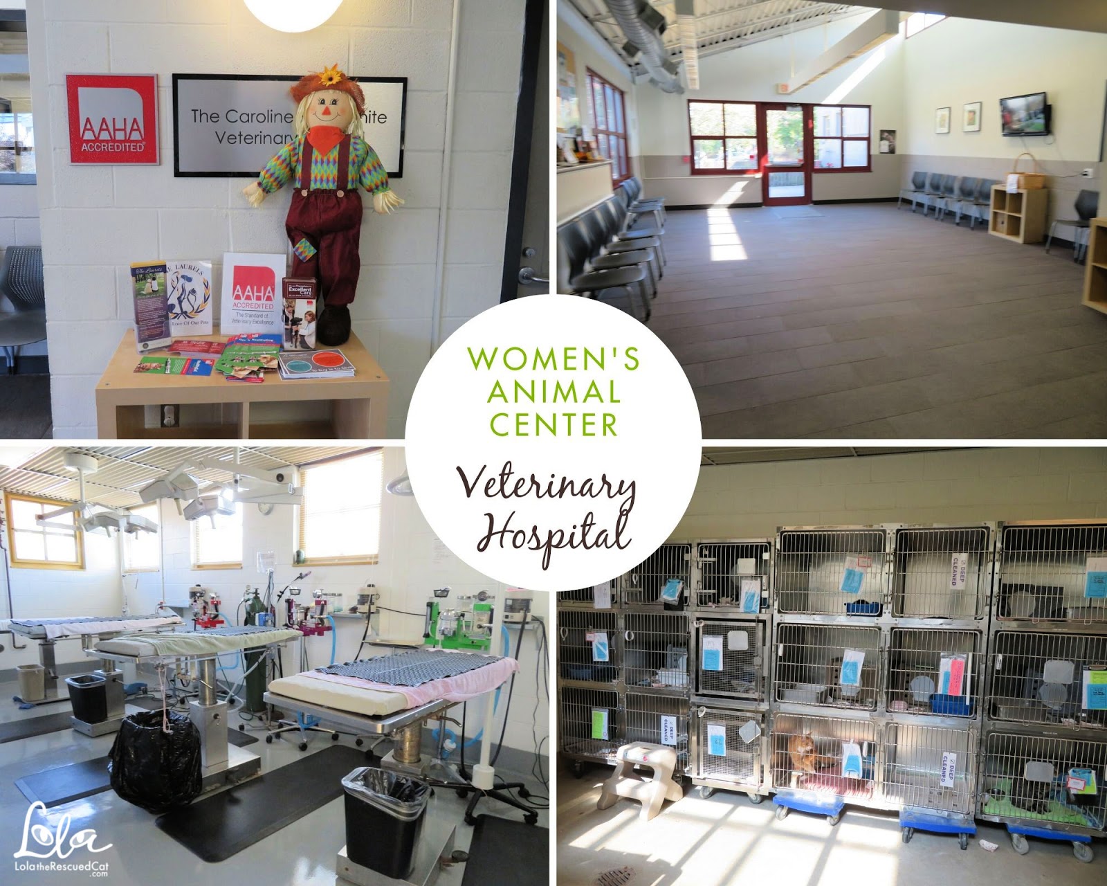 Women's Animal Center - America's First Animal Shelter! | Lola The ...