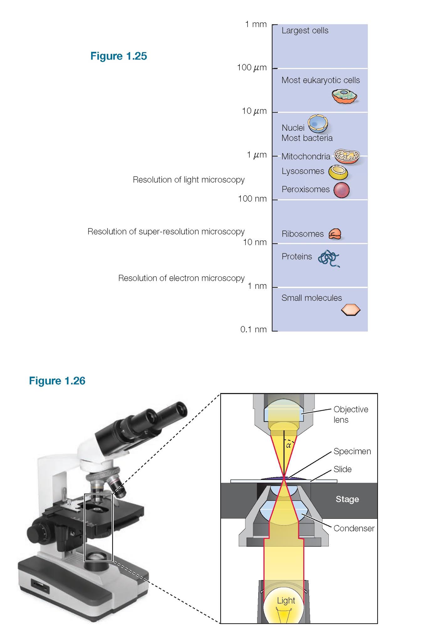 LIGHT MICROSCOPY - pediagenosis