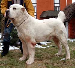 ELI KENNEL FCI registr 2/04: Pedigree Central Asia Shepherd Dog