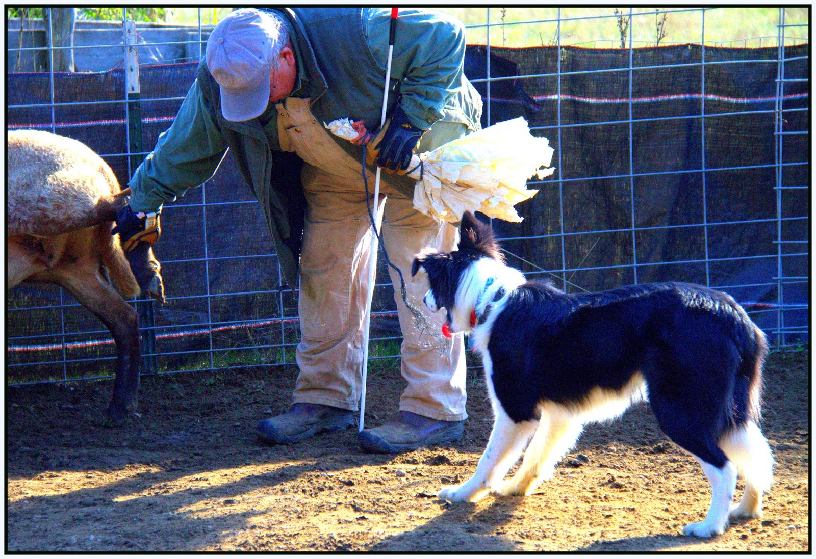 Slight Detour: "Woof! Woof!" With Sheep
