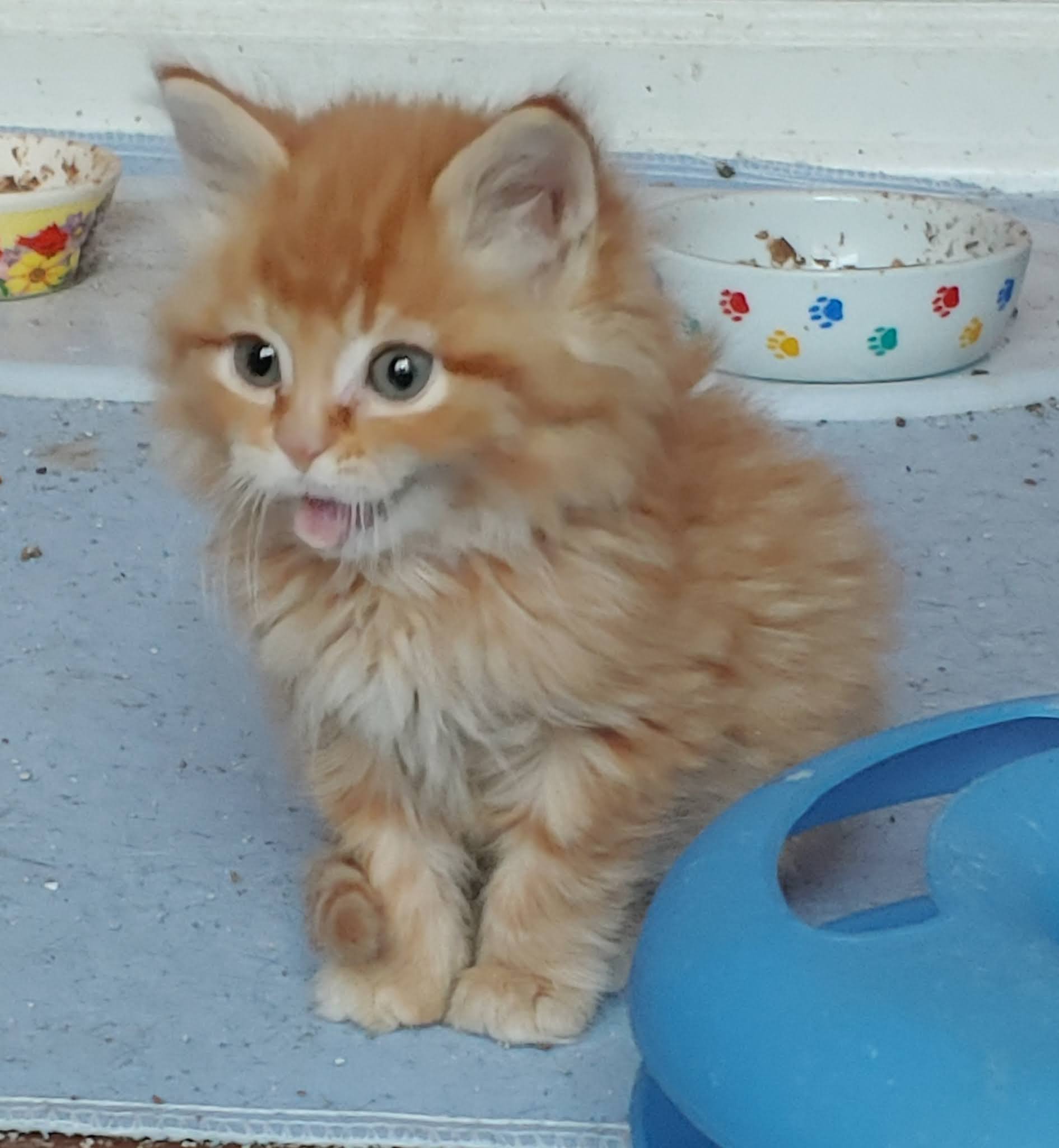 Random Felines: Kitten pictures