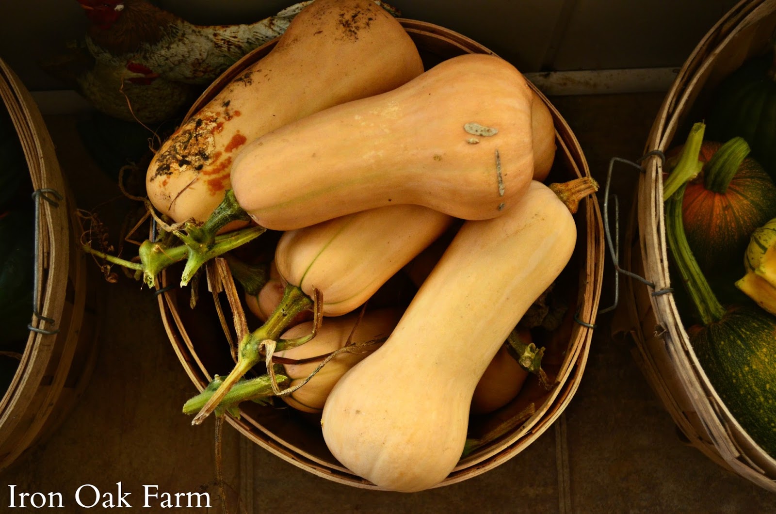 Iron Oak Farm: Waltham Butternut Squash
